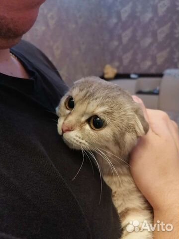 Британские котята