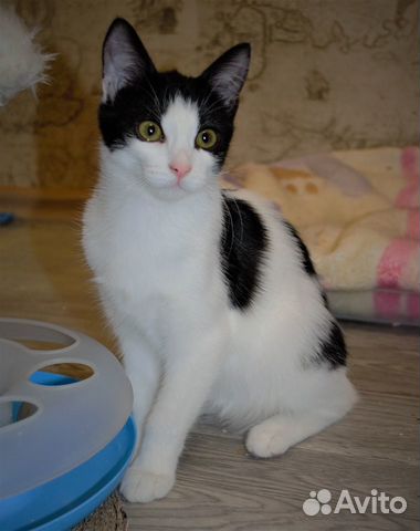 Котенок в добрые руки