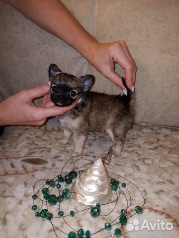Чихуахуа щенки