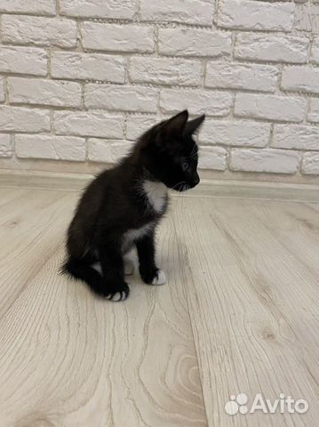 Котенок в добрые руки