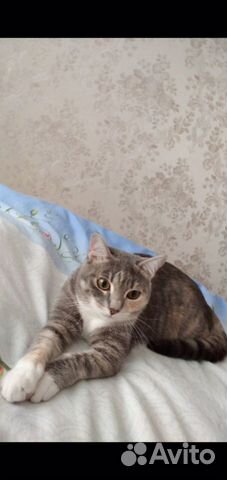 Кот и кошка