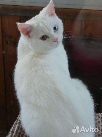 Шотландский прямоухий кот 8 месяцев очень игривый