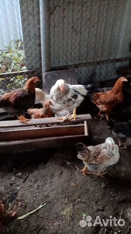 Куры молодки