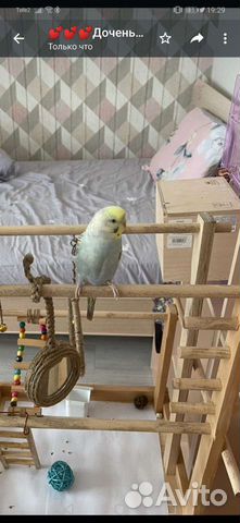 Отдам самку волнистого попугая
