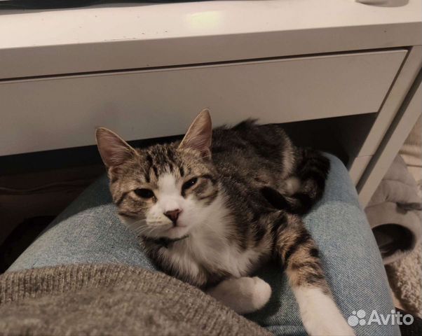 Котенок подросток девочка