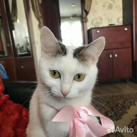 Кошки бесплатно