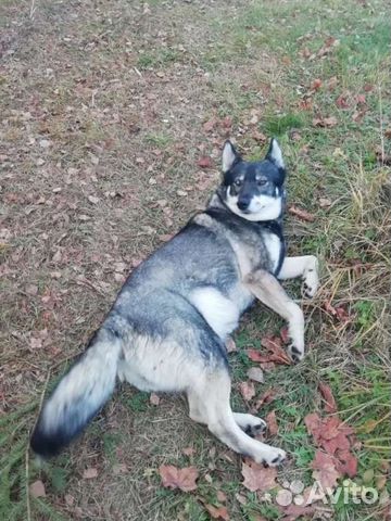 Лайка помесь с хаской