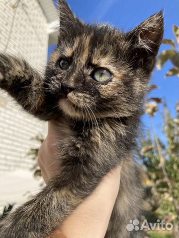 Котенок в добрые руки