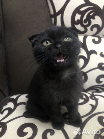 Очаровательная британочка