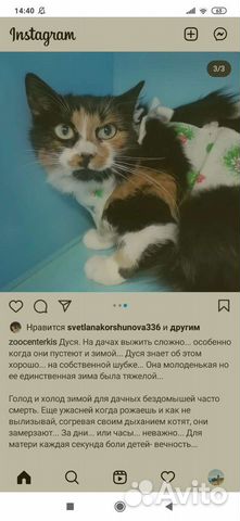 Трехцветная на удачу кошечка красивая пушистая