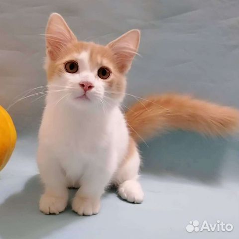 Манчкин стандарт