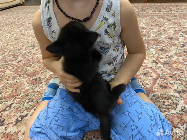 Котята 1 5 месяца. Кошка бомбейская, кот британец