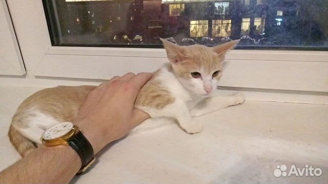 Ориентальные котята