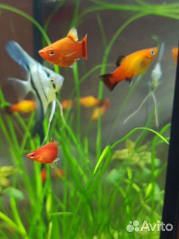 Пецилии, скалярия