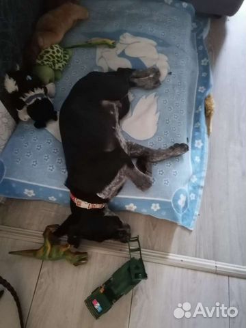 Курцхаар, щенок