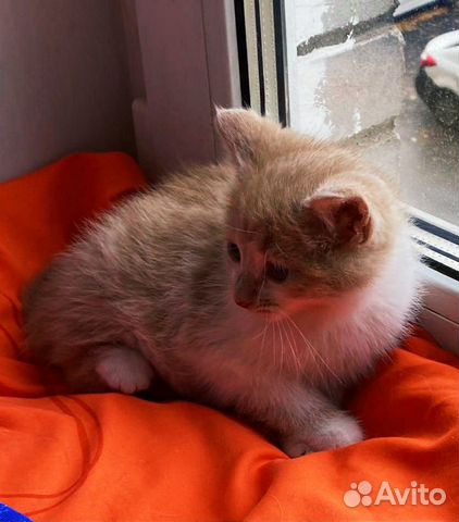Нежно рыжий котенок