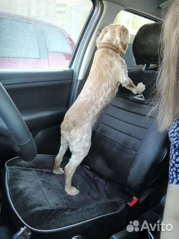 Вязка девочка кокер спаниэль