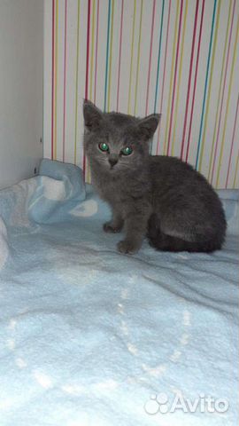 Русская голубая девочка 1,5мес здорова