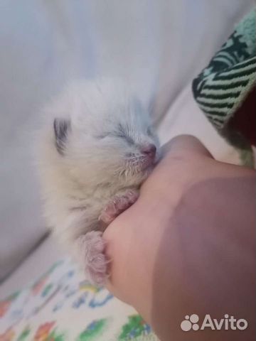 Ищем котёнку кормящую кошку бесплатно