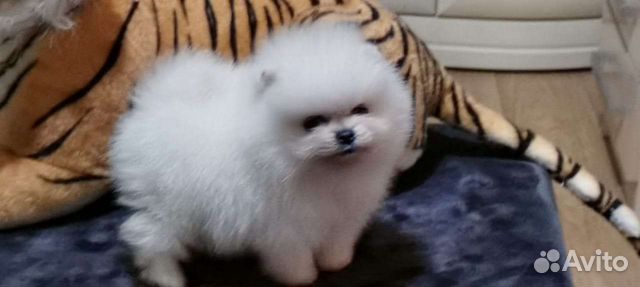 Померанский шпиц