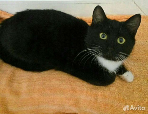 Милочка очаровательная красотка