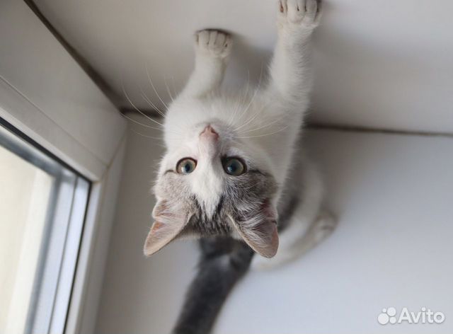 Котята котенок Японский бобтейл