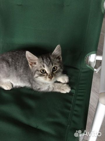 2х месячный котенок в добрые руки