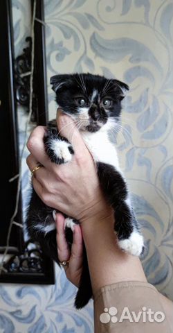 2мес Вислоушка(черно-белый)