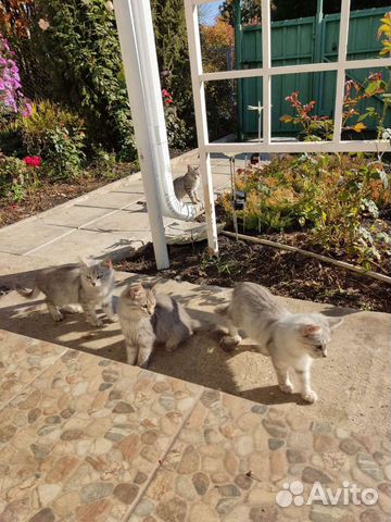 Котята в добрые руки