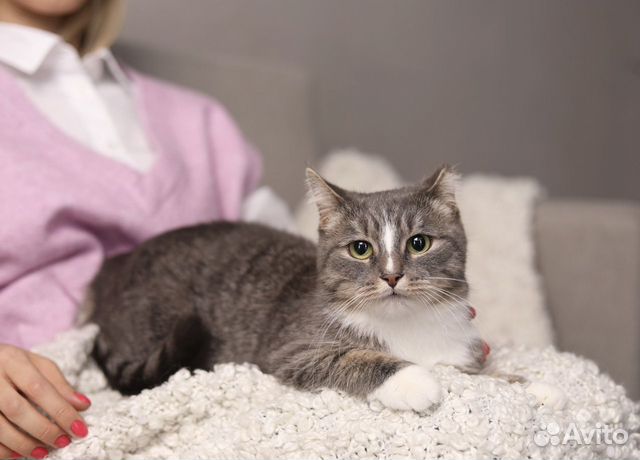 Кошка молодая бесплатно