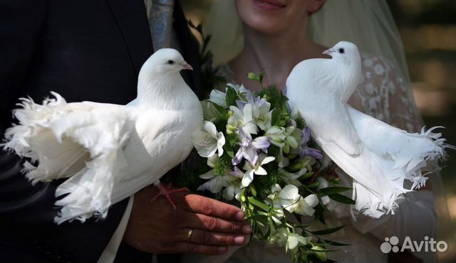 Голуби на праздник и свадьбу