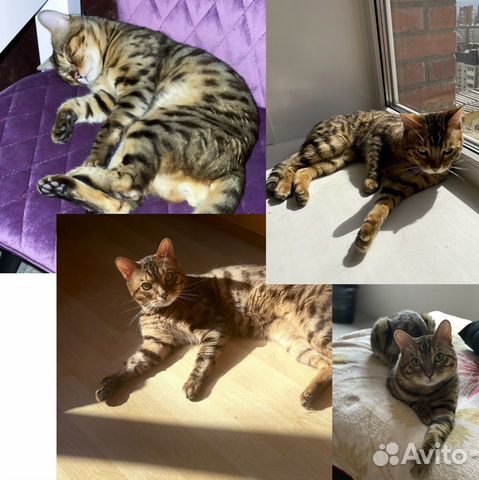 Кот кошка бенгал (помесь) 8 особей