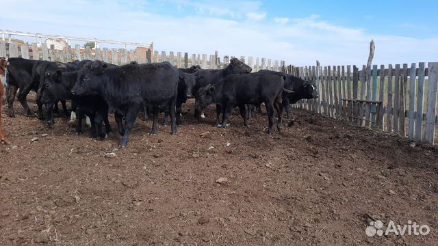 Телята 2021 года