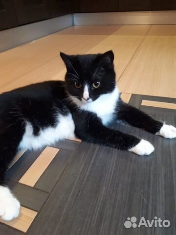 Котенок черно белый, маркиз бесплатно в добрые рук