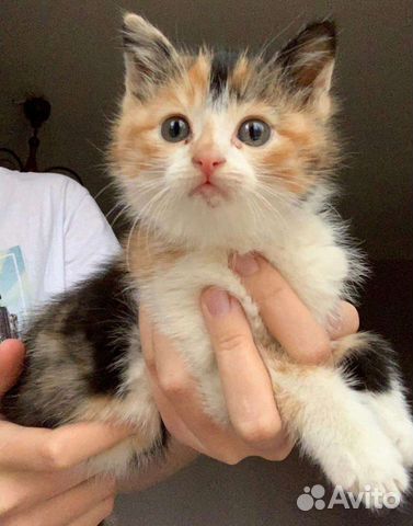 Кошка в дар