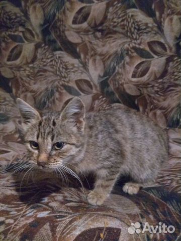 Котенок девочка бесплатно