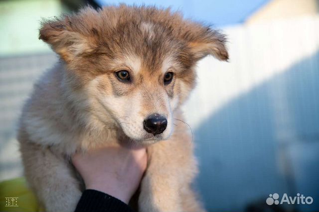 Щонок Гамми