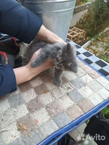 Кошка в дар