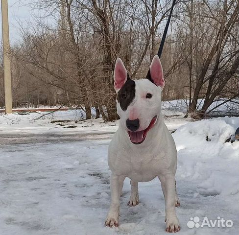 Миниатюрный бультерьер на вязку