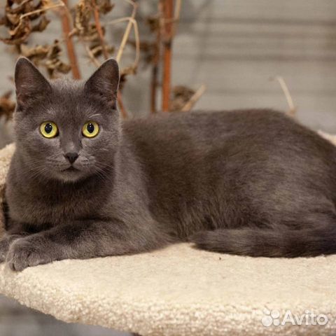 Ищет новую хозяйку кошечка Дариша