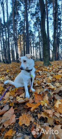 Маленькая собака в добрые руки