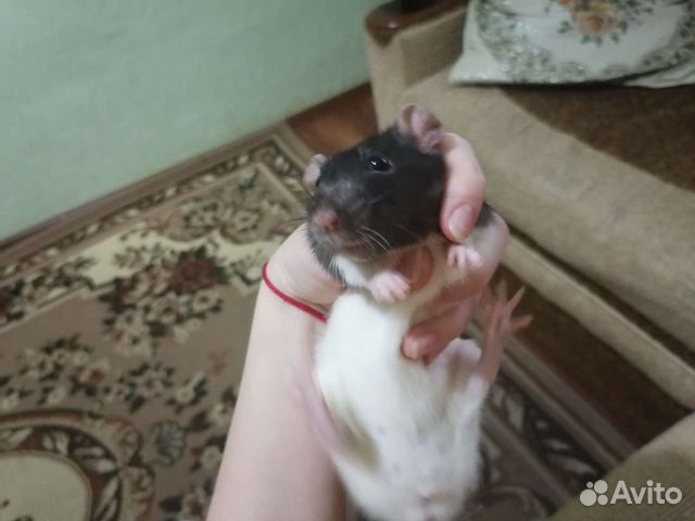 Крыса дамбо