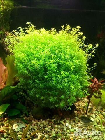 Отдам аквариумные растения