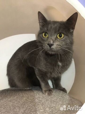 Мистер Грей