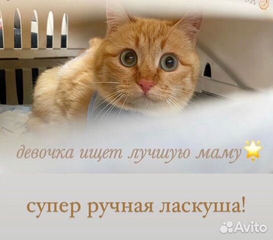 Бежевая мурррчалка в добрые руки