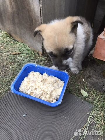 Бездомные щенята