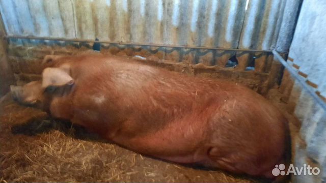 Продам хряка