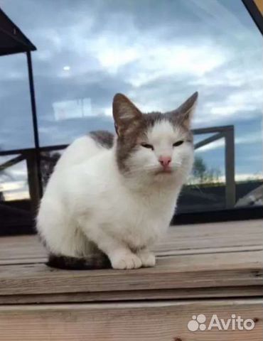 Кот манчкин