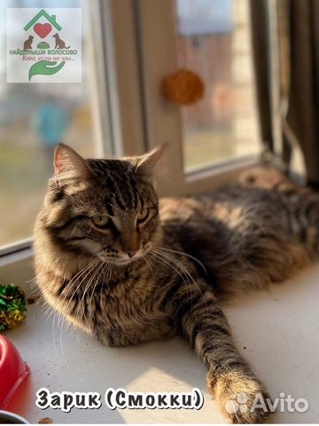Молодой шикарный кот. Кастрирован и привит