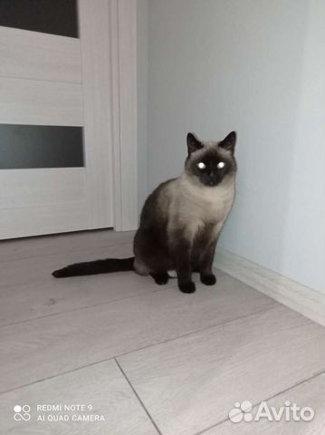 Кот-Сева